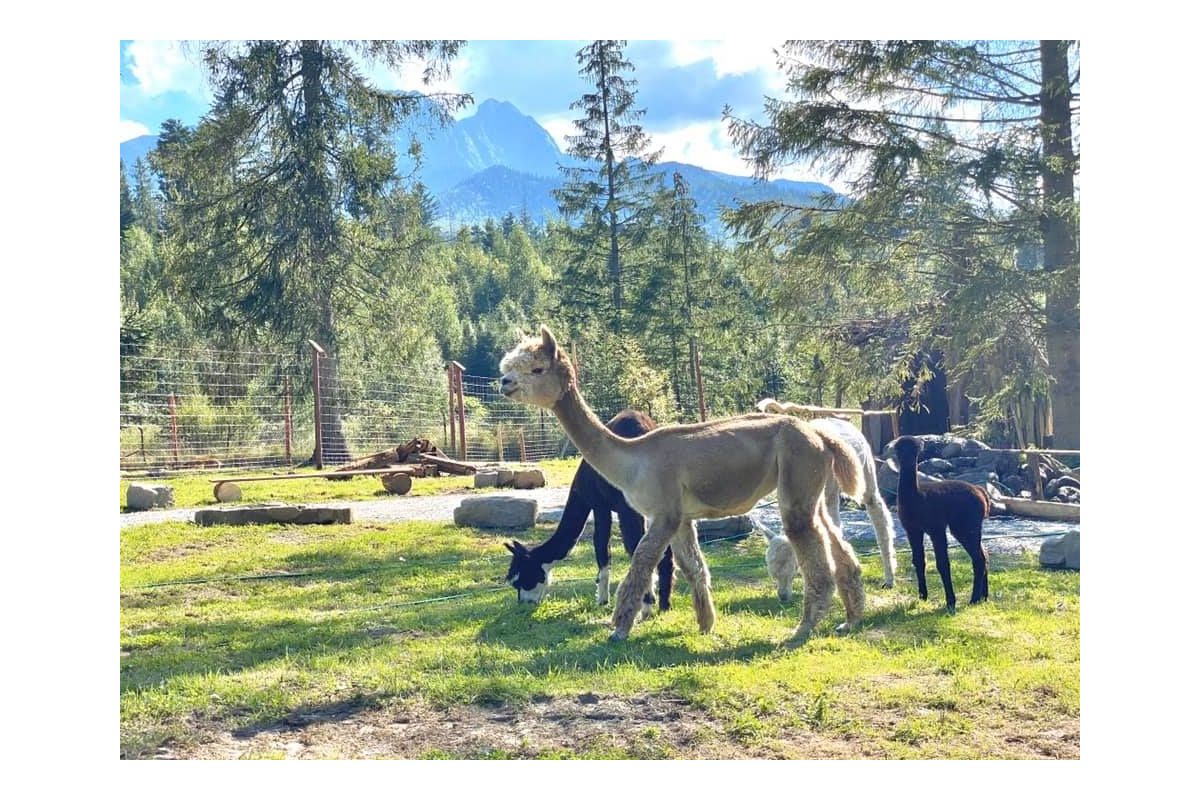 Tatrzańskie ZOO - atrakcja dla dzieci - Zakopane - Atrakcje turystyczne